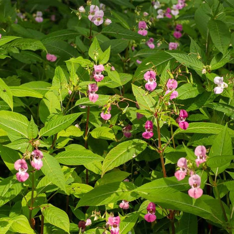 Himalayan Balsam Knockback - Skelmorlie Environment Trust